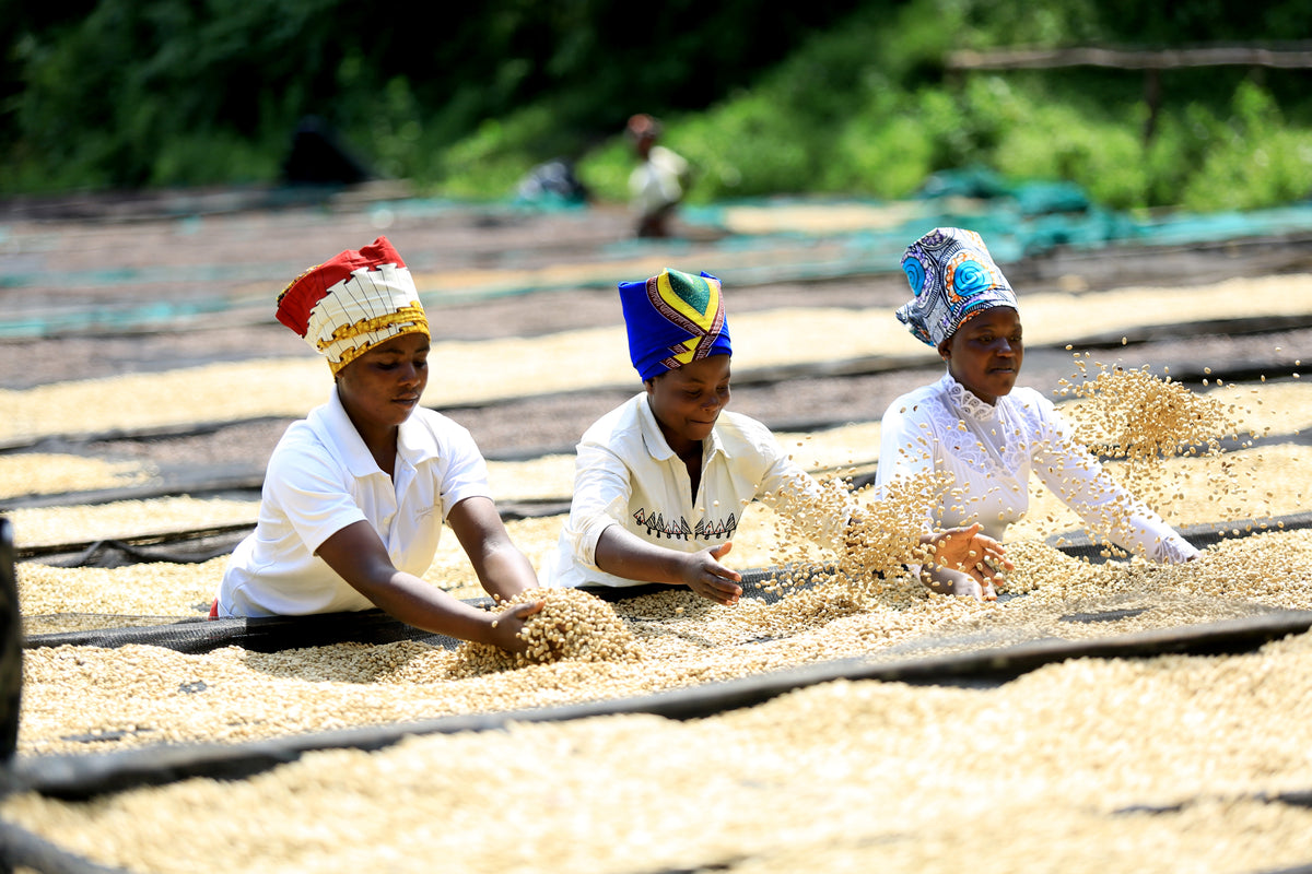 Ikizere Akagera, Natural Red Bourbon, Rwanda | HaveFun Coffee